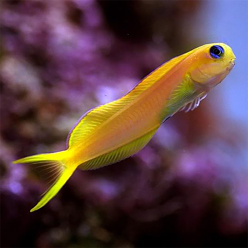 Ecsenius midas – Aqua Récif