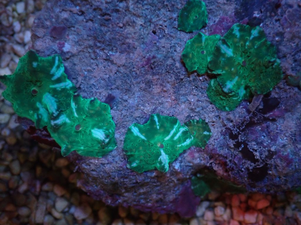discosoma marmoratus green – Aqua Récif