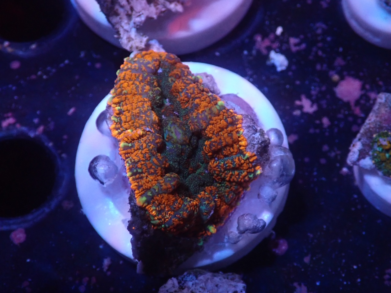 Rhodactis inchoata red bouture – Aqua Récif