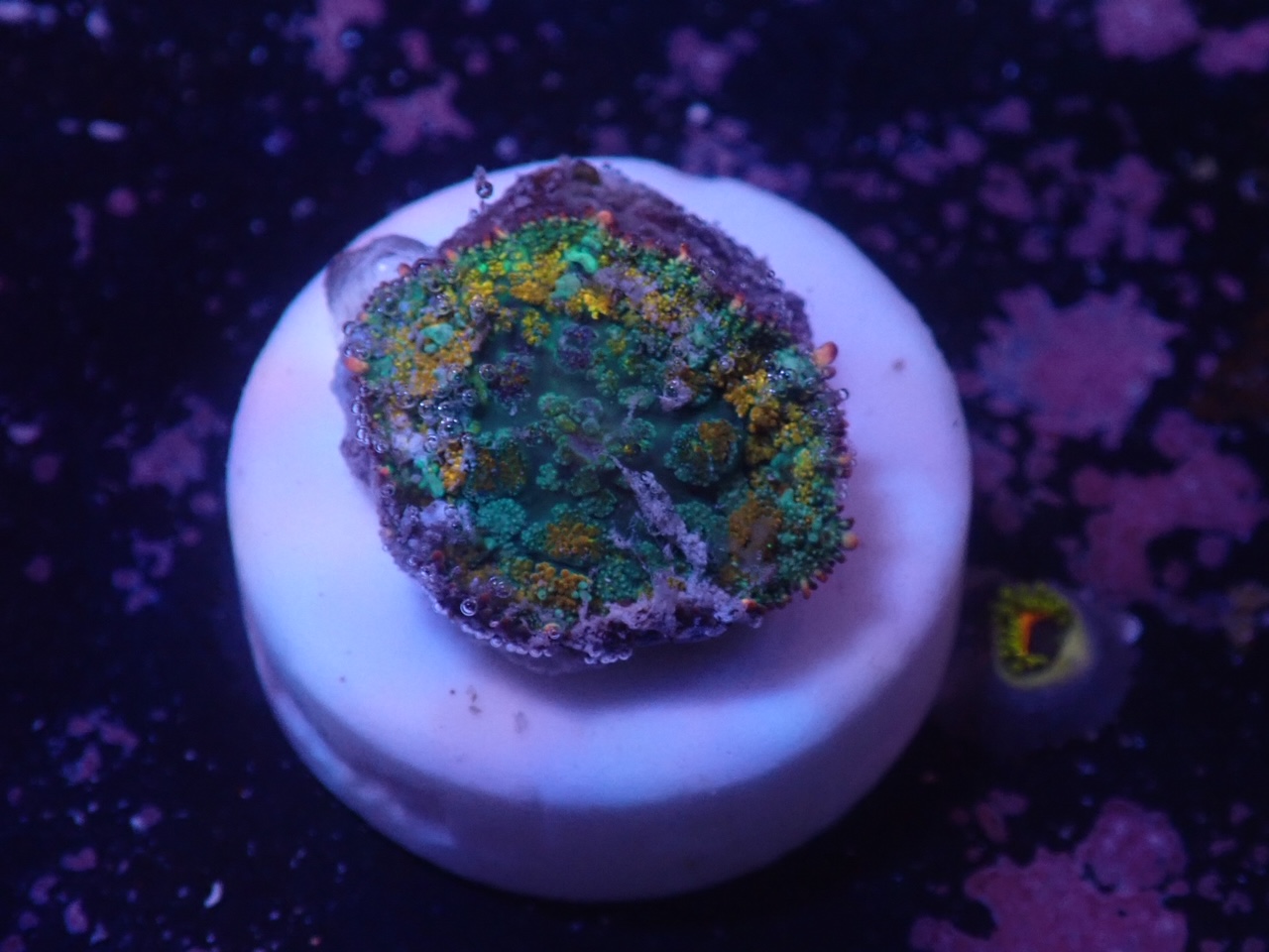Rhodactis inchoata red bouture – Aqua Récif