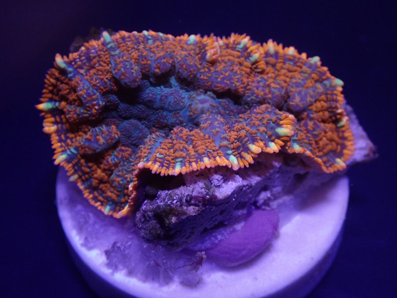 Rhodactis inchoata red AA16 – Aqua Récif