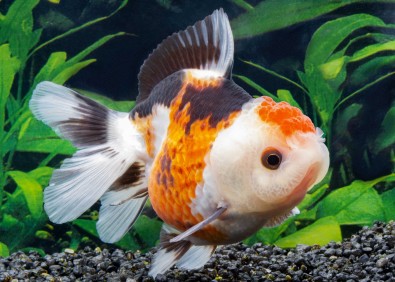 Oranda tricolor grade A 7-9cm – Aqua Récif